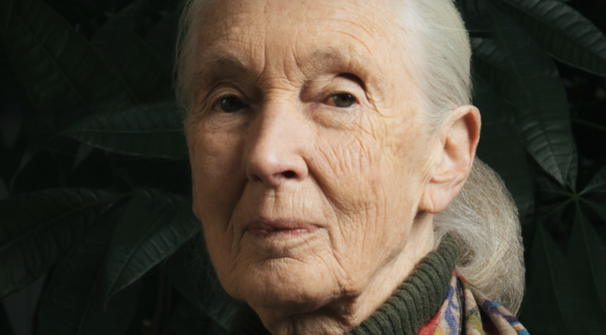 En mémoire du Dr. Jane Goodall (1934-2025) - Jane Goodall Institute ...
