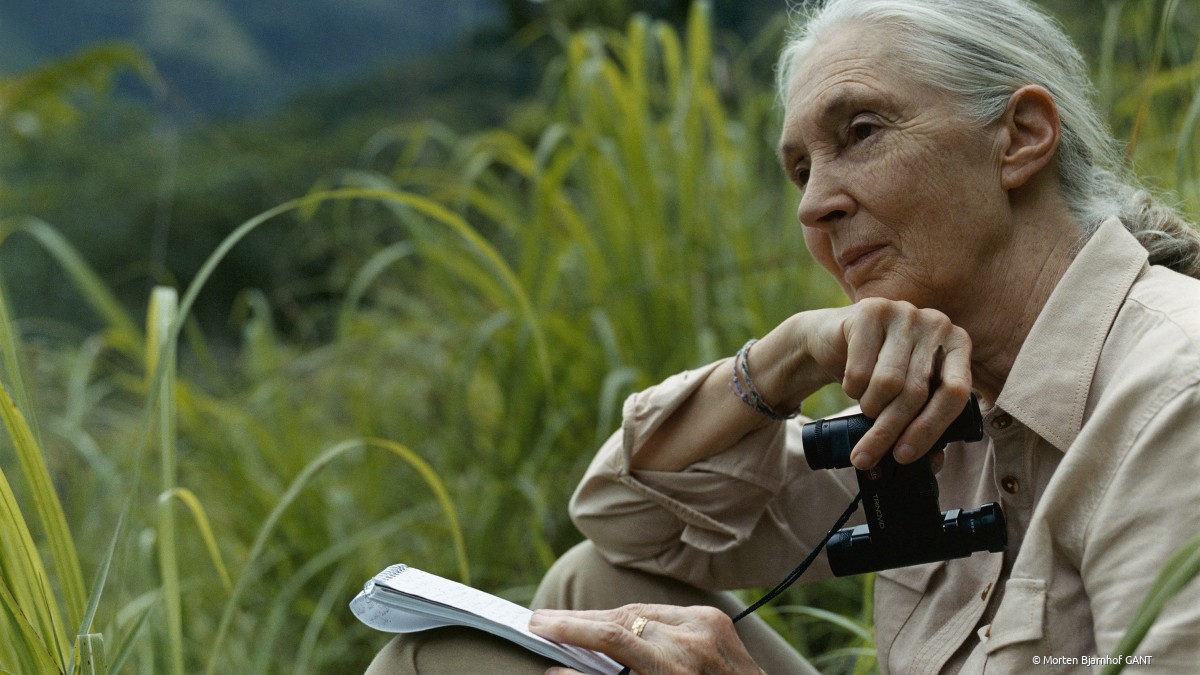 Hommage à Jane Goodall pour ses 90 ans - Jane Goodall Institute Belgique