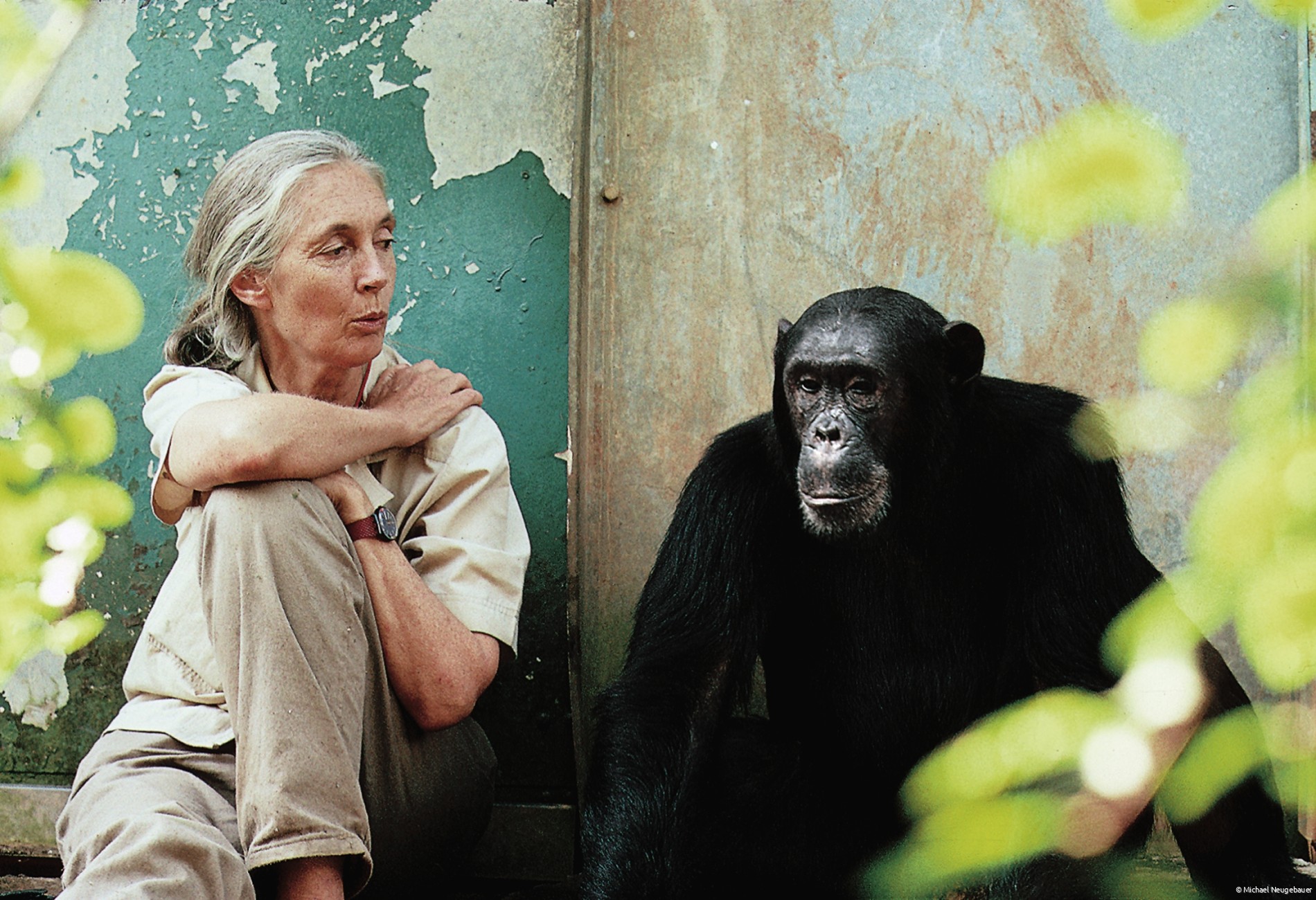 Beyond the founder - Jane Goodall Institute België